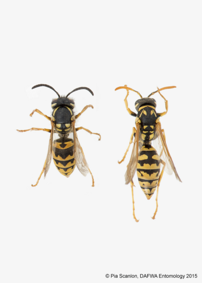 European Paper Wasp - NCBEEs